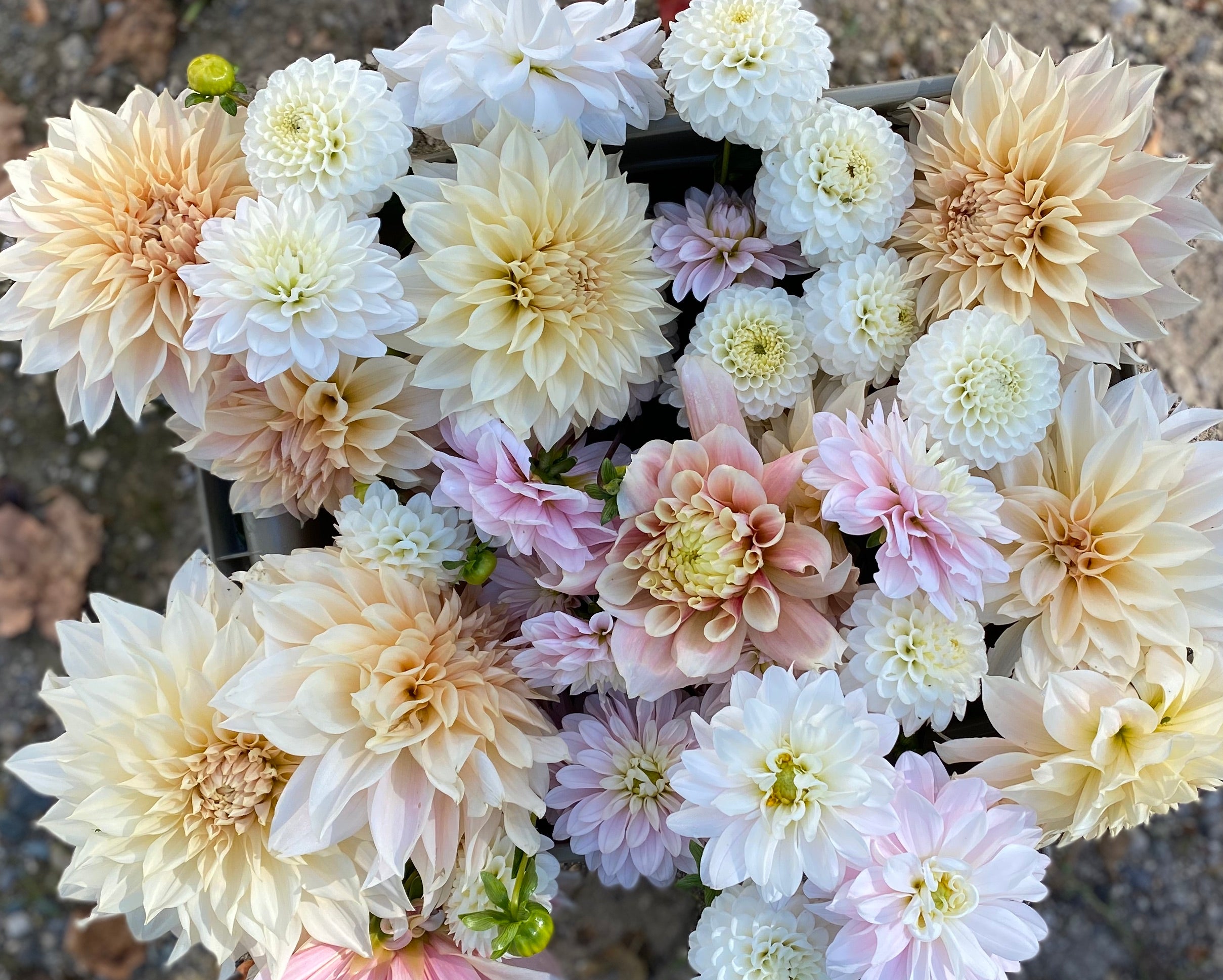 Brick 23 Flowers: Dahlia Tubers